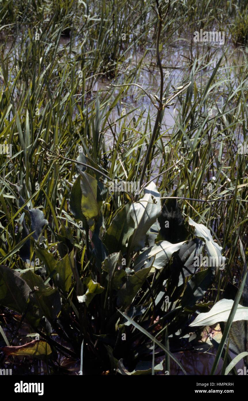 Common Water-plantain or Mad-dog Weed (Alisma plantago-aquatica ...