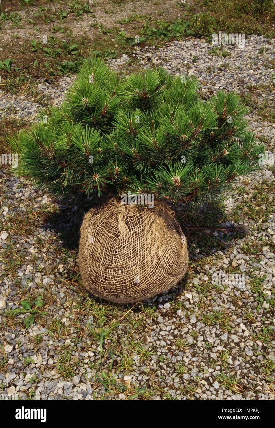 Ornamental Sack High Resolution Stock Photography and Images - Alamy