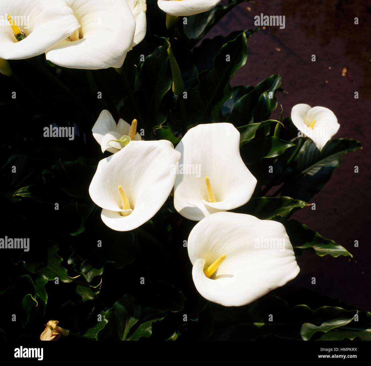 Calla lily or Arum lily (Zantedeschia aethiopica), Araceae Stock Photo ...