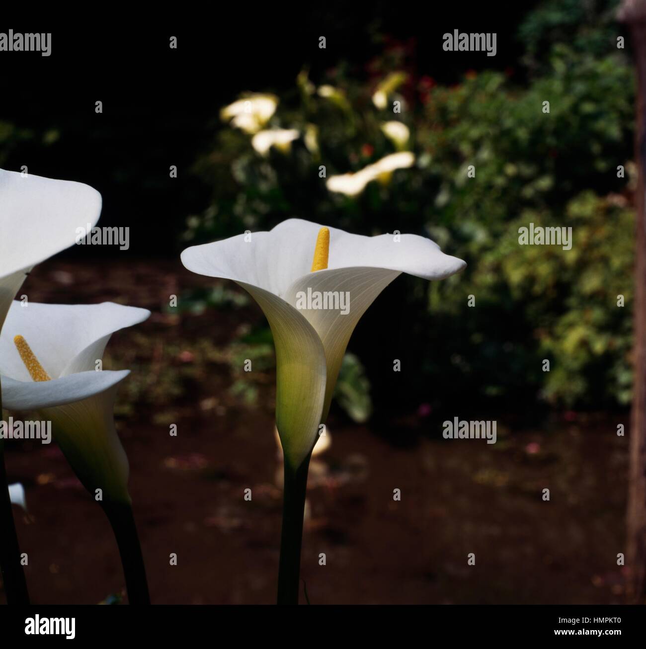Calla lily or Arum lily (Zantedeschia aethiopica), Araceae Stock Photo ...