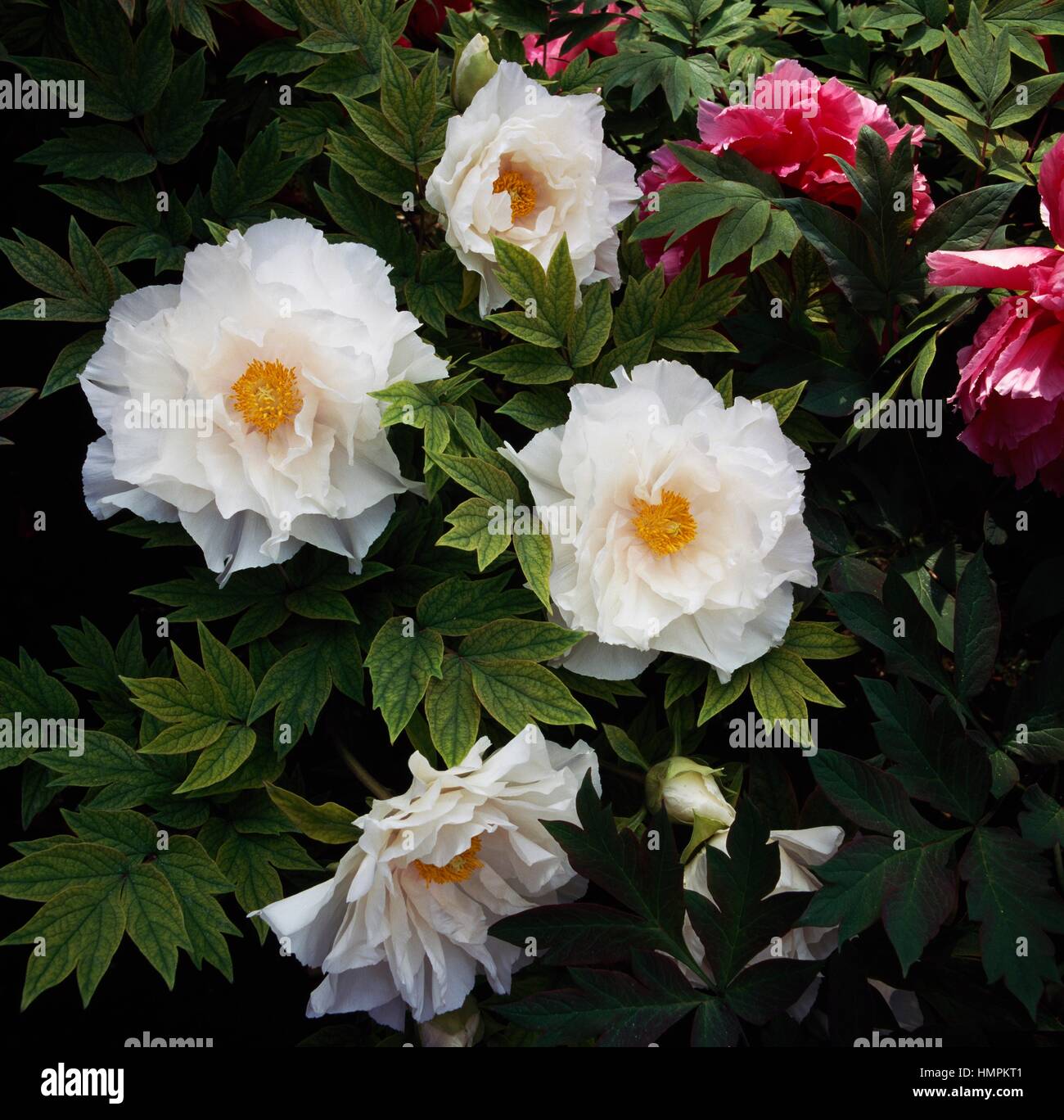 European peony or Common peony (Paeonia officinalis), Paeoniaceae Stock ...