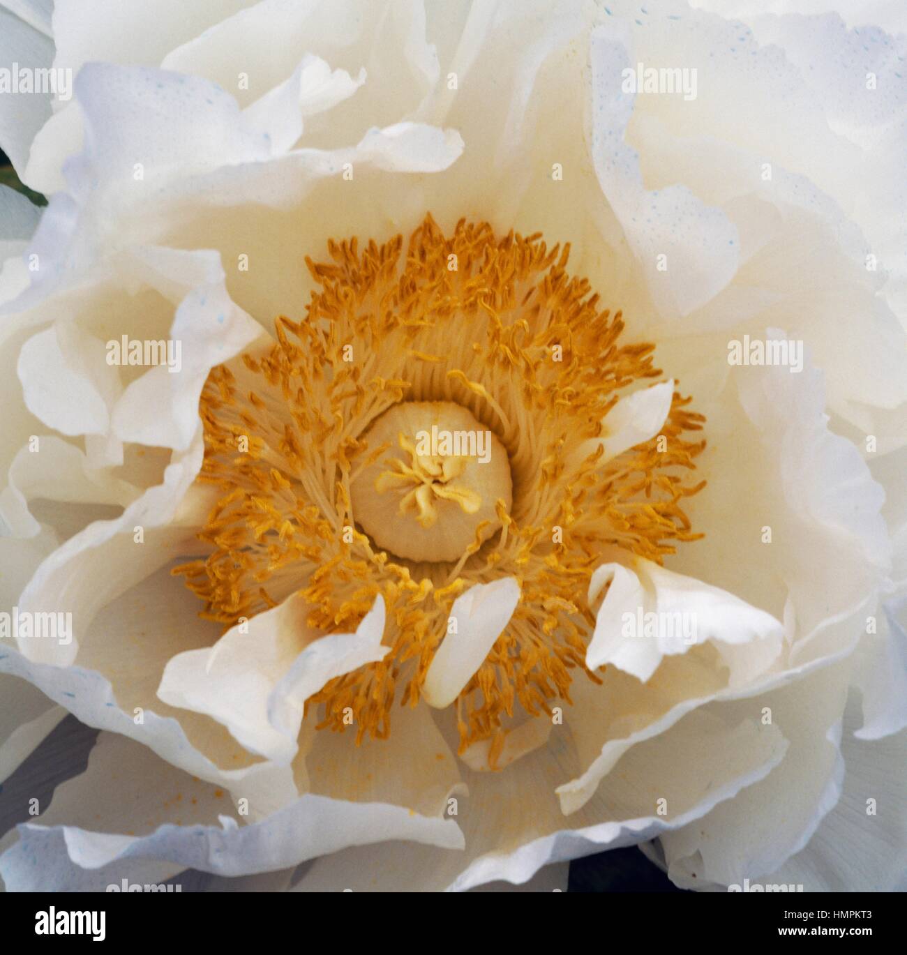 European peony or Common peony (Paeonia officinalis), Paeoniaceae Stock ...