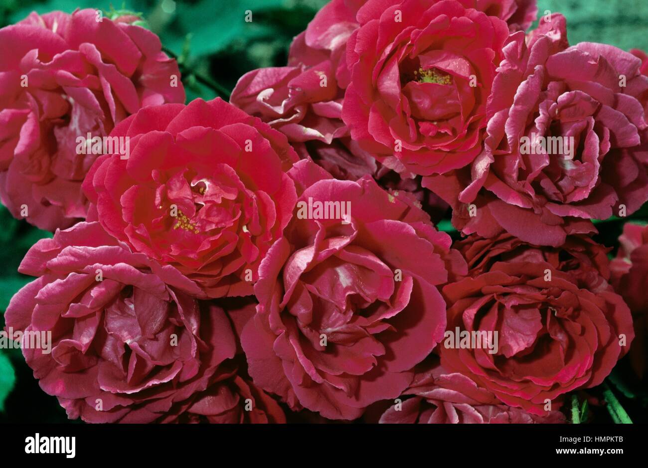 Blooming red roses (Rosa sp), Rosaceae Stock Photo - Alamy