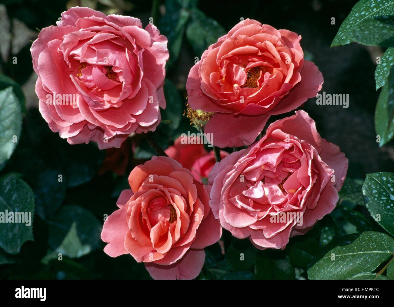 Botany rosaceae blooming hi-res stock photography and images - Alamy