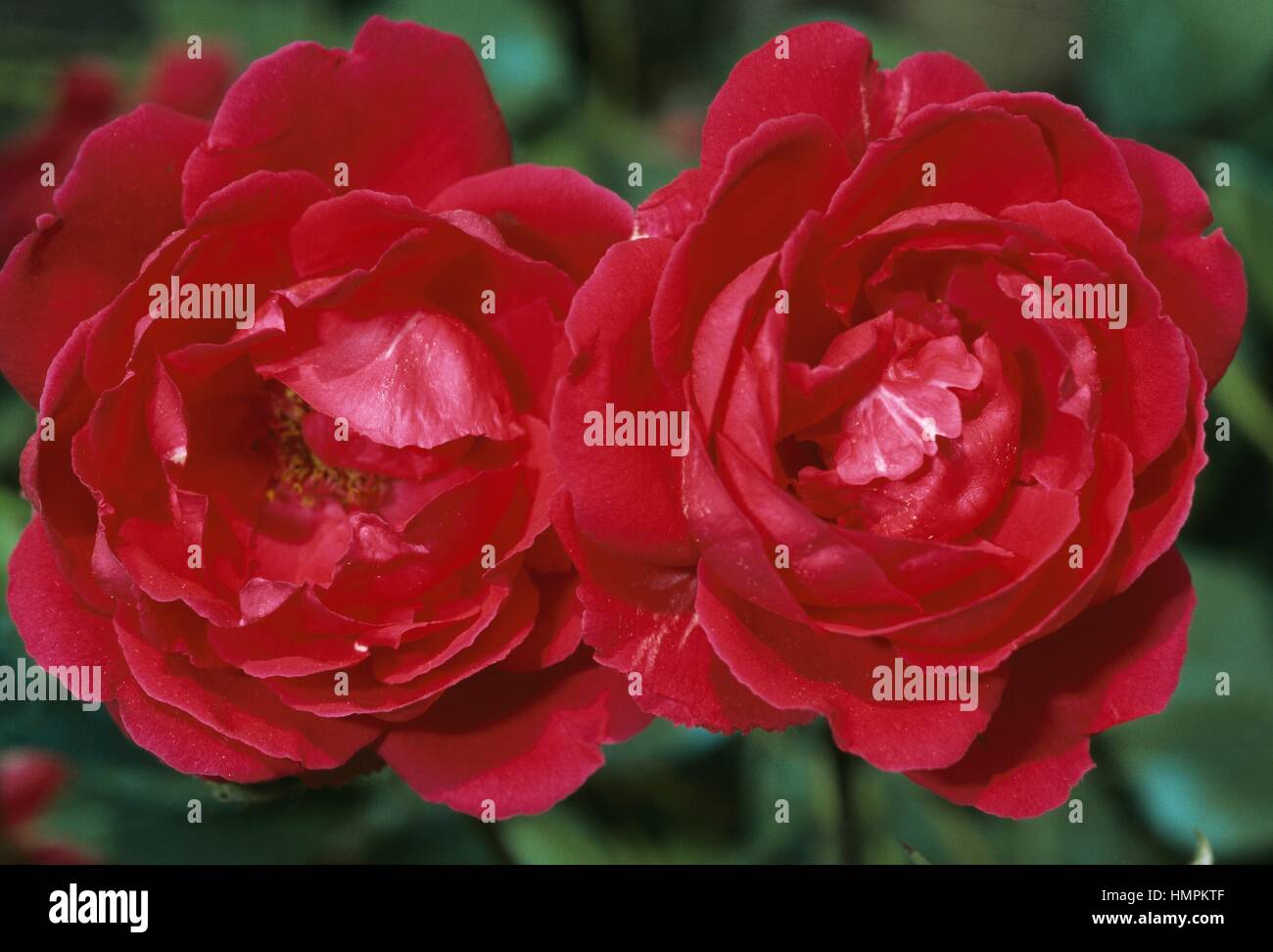 Blooming red roses (Rosa sp), Rosaceae Stock Photo - Alamy