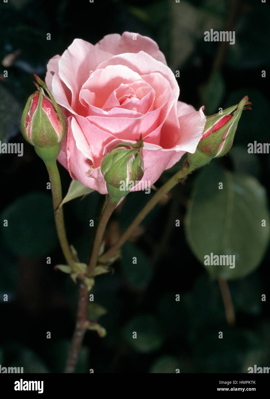 Roses rosa sp hi-res stock photography and images - Alamy