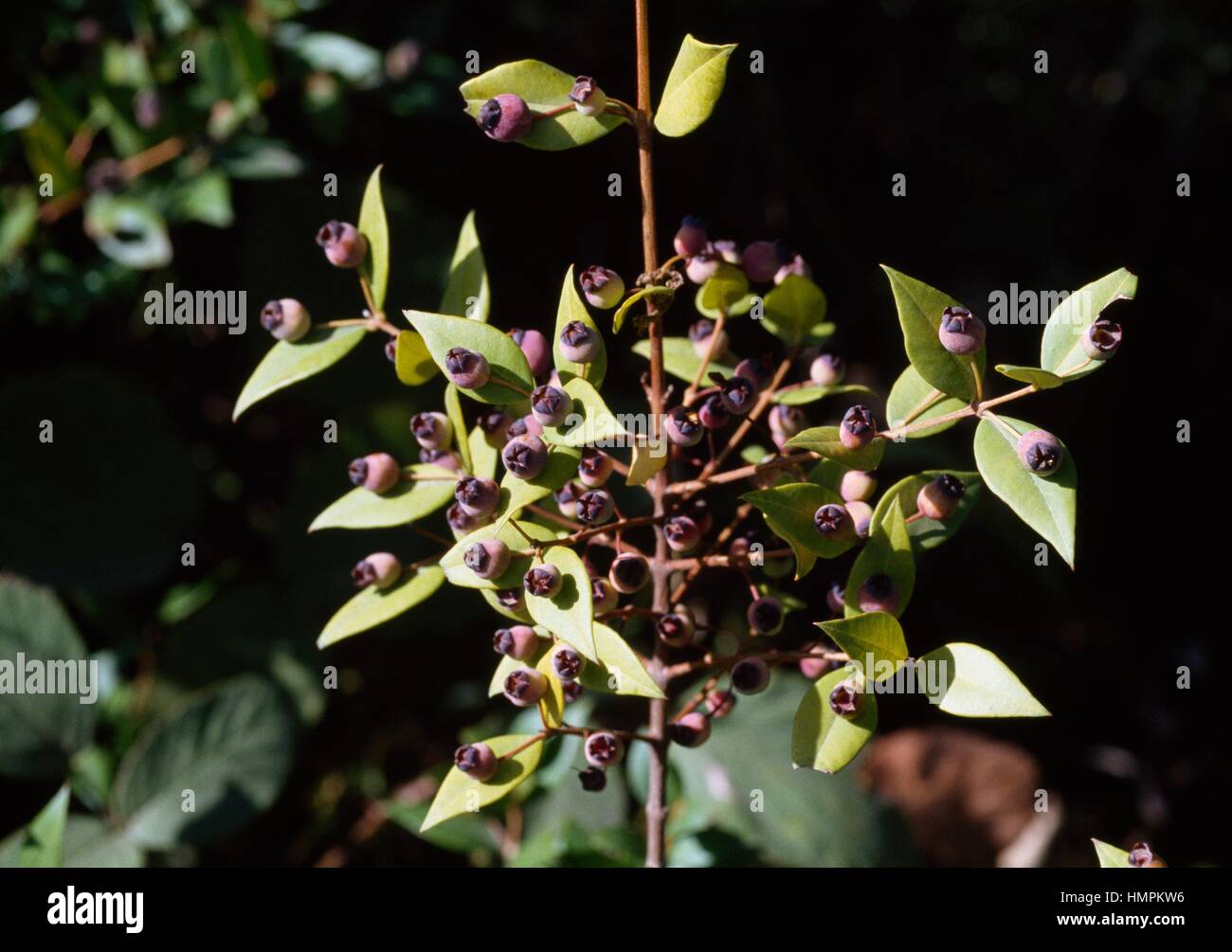 Myrtle fruit-bearing branch (Myrtus communis), Myrtaceae Stock Photo ...