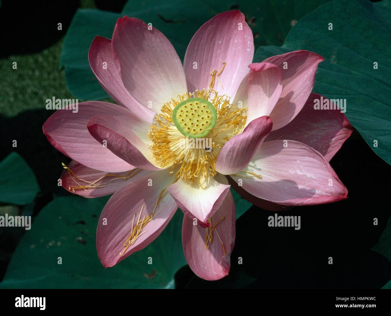 Indian lotus (Nelumbo nucifera), Nelumbonaceae Stock Photo - Alamy