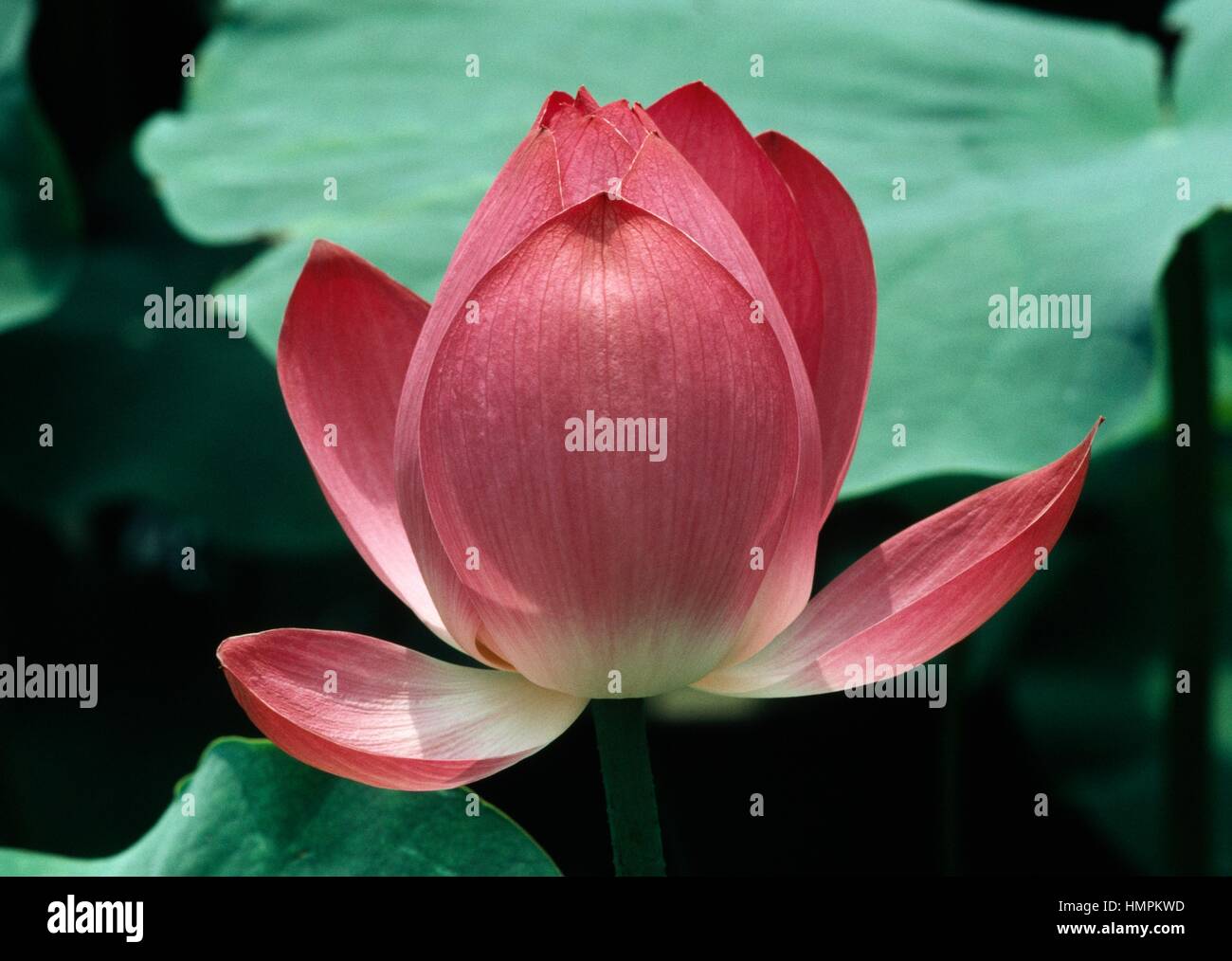 Indian lotus (Nelumbo nucifera), Nelumbonaceae Stock Photo - Alamy