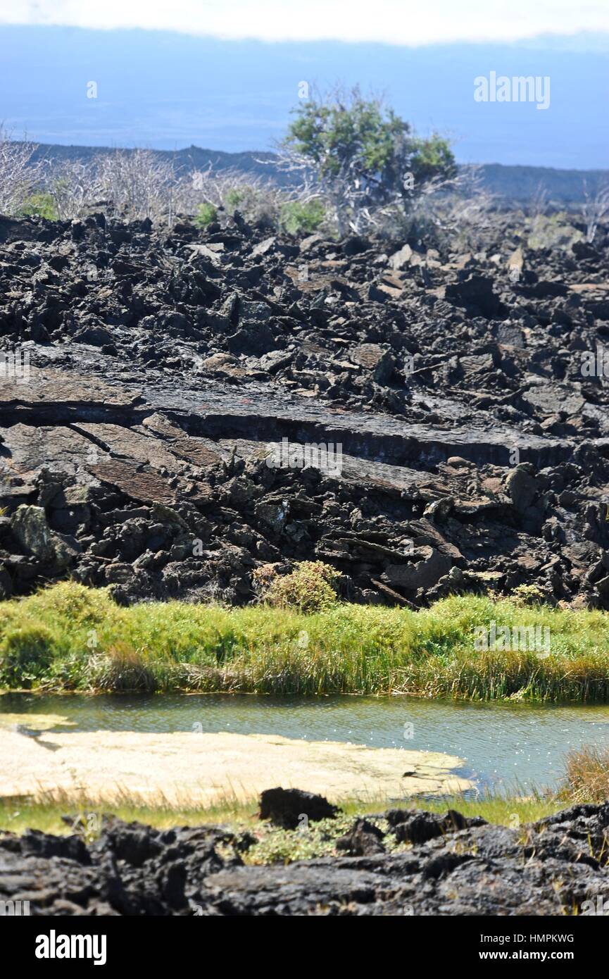 Punta Moreno. Isabela Island. Galapagos Stock Photo - Alamy