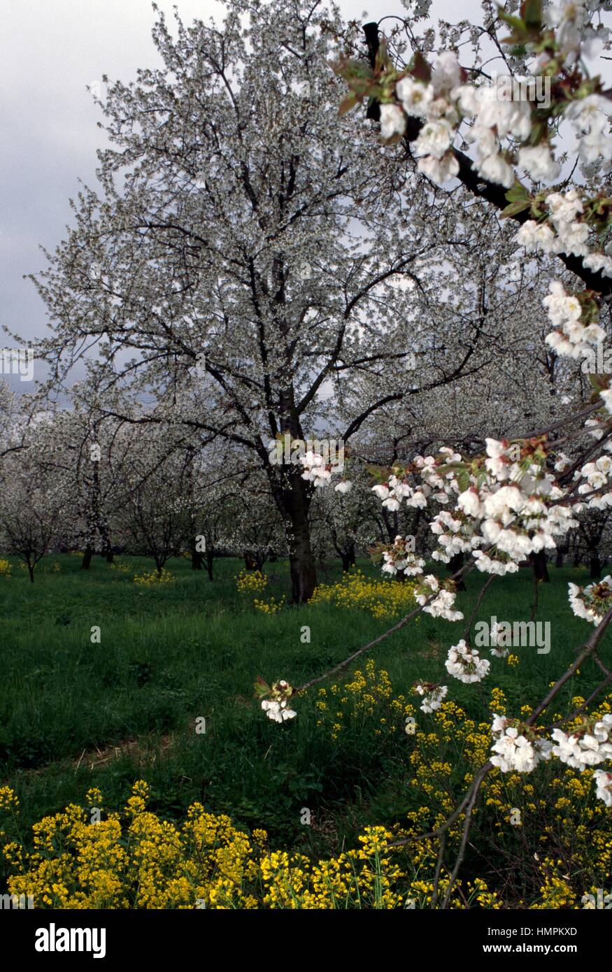 Botany trees rosaceae sweet hi-res stock photography and images - Alamy