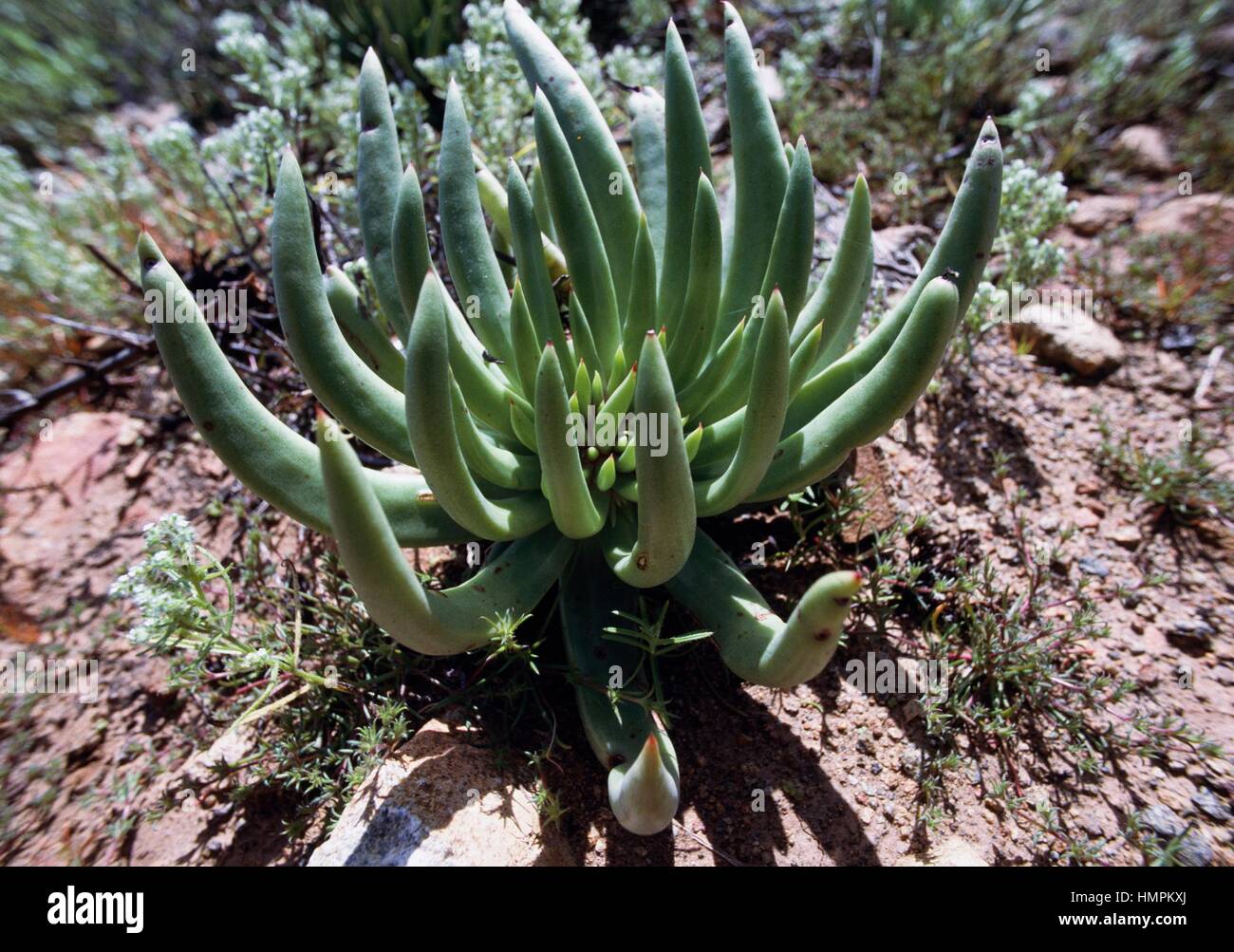 Plant crassulaceae baja california hi-res stock photography and images ...