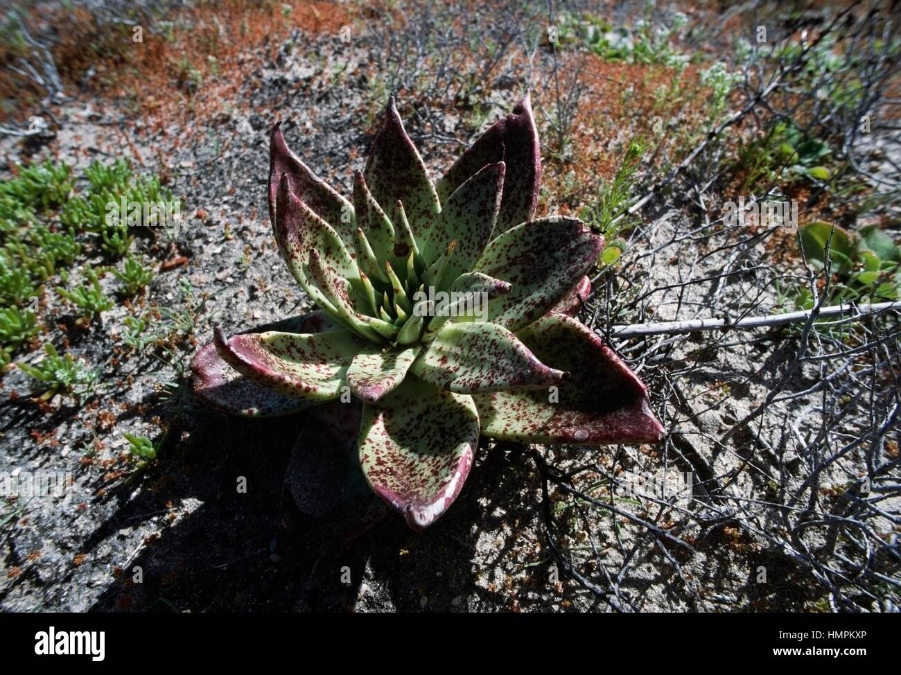 Chalk lettuce or chalk dudleya (Dudleya pulverulenta), Crassulaceae ...