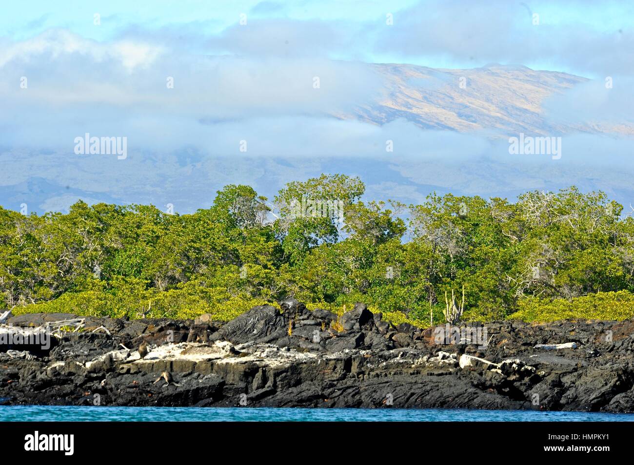 Punta Moreno. Isabela Island. Galapagos Stock Photo - Alamy