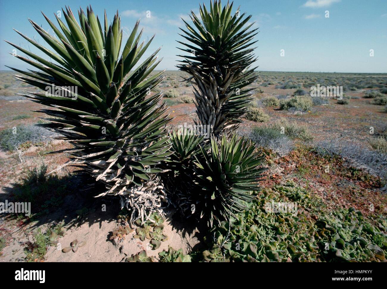Spanish dagger hi-res stock photography and images - Alamy