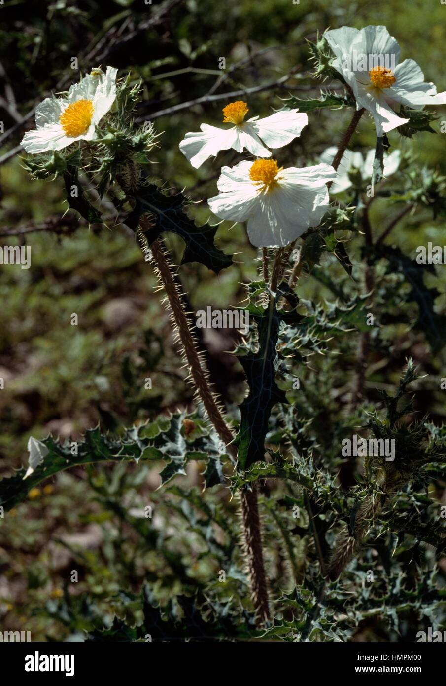 Matilija hi-res stock photography and images - Alamy