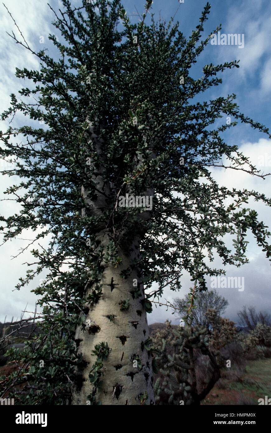 Boojum tree (Fouquieria or Idria columnaris), Fouquieriaceae, Baja ...