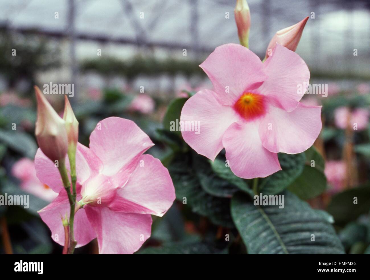 Flowering mandevilla mandevilla sp hi-res stock photography and images ...