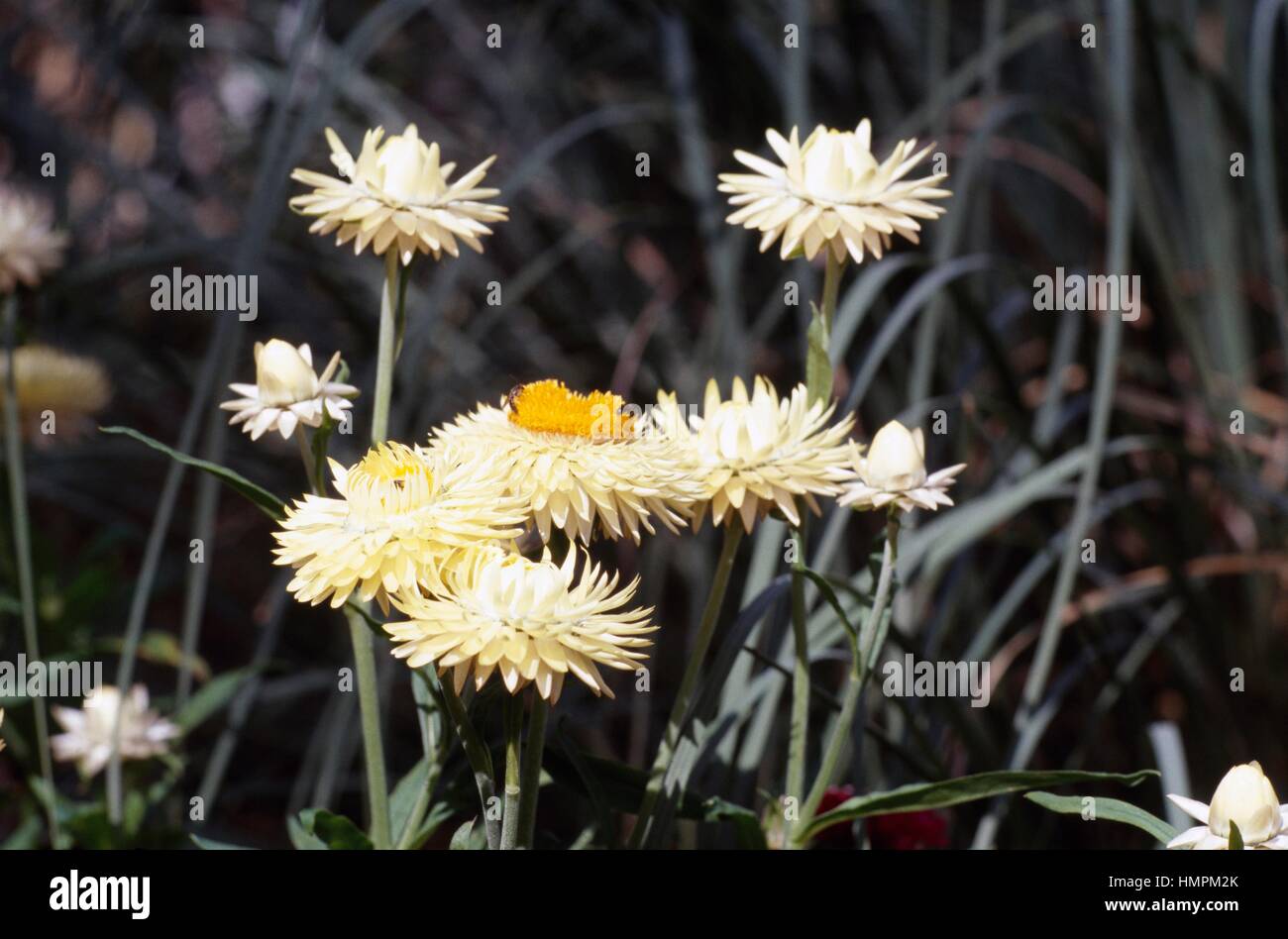 Golden everlasting or Bracted strawflower (Helichrysum bracteatum ...