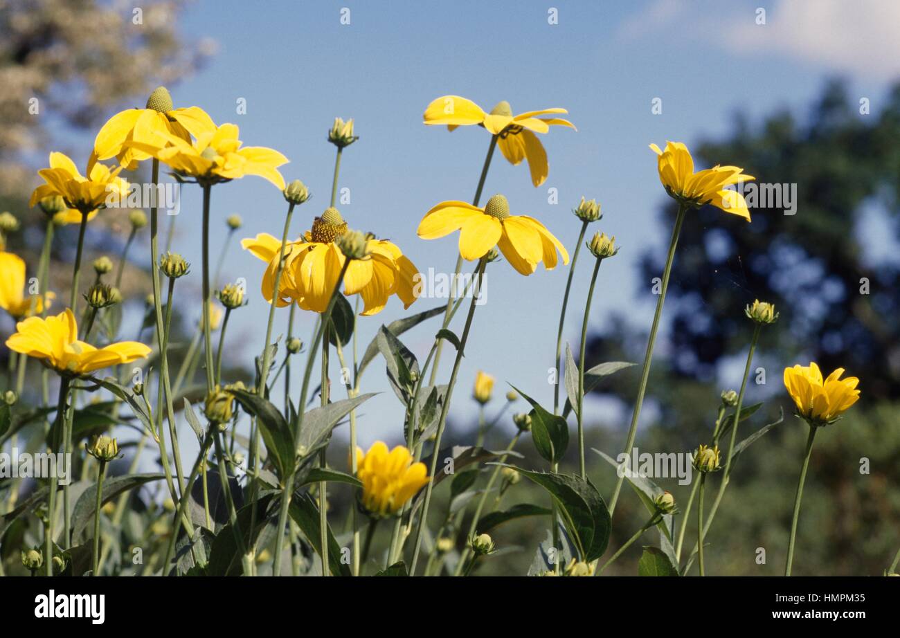 Cutleaf, Cutleaf coneflower or Goldenglow (Rudbeckia laciniata ...