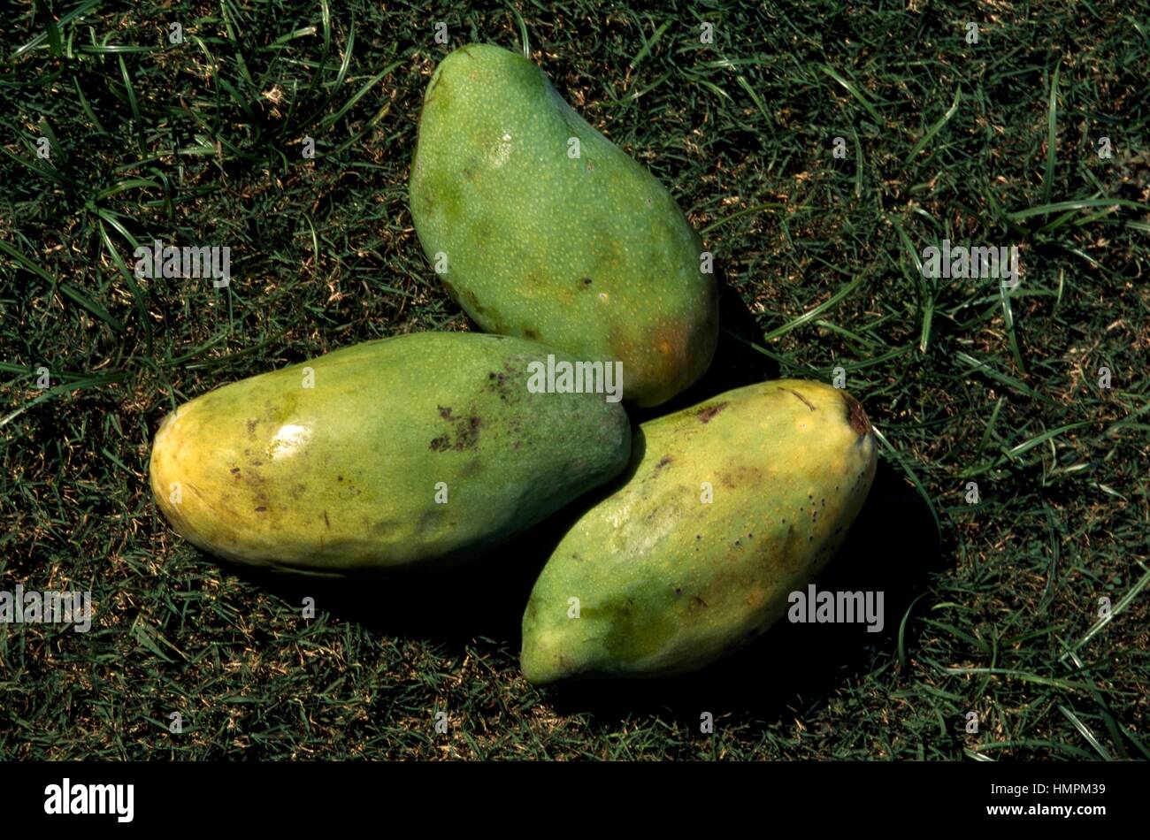 Anacardiaceae mango plant hi-res stock photography and images - Alamy