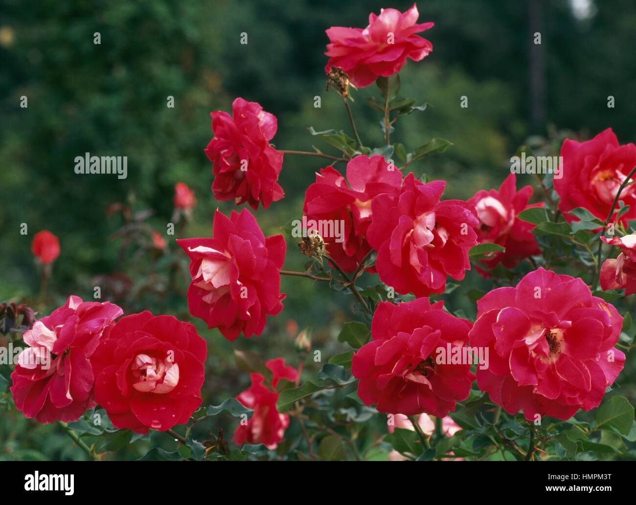 Ville du Perreux rose, Rosaceae Stock Photo - Alamy