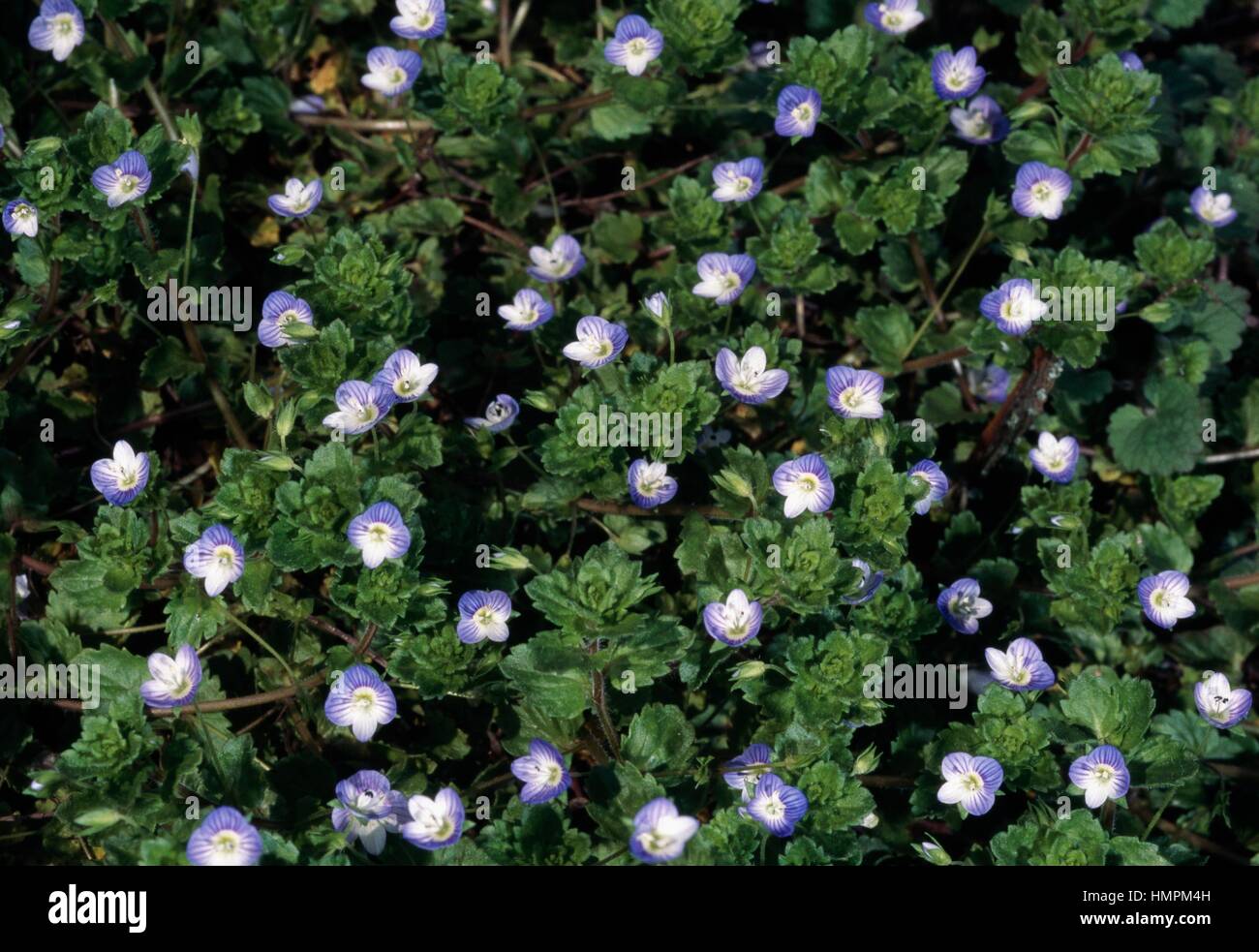 Bird's eye or Gypsyweed (Veronica major), Plantaginaceae Stock Photo ...