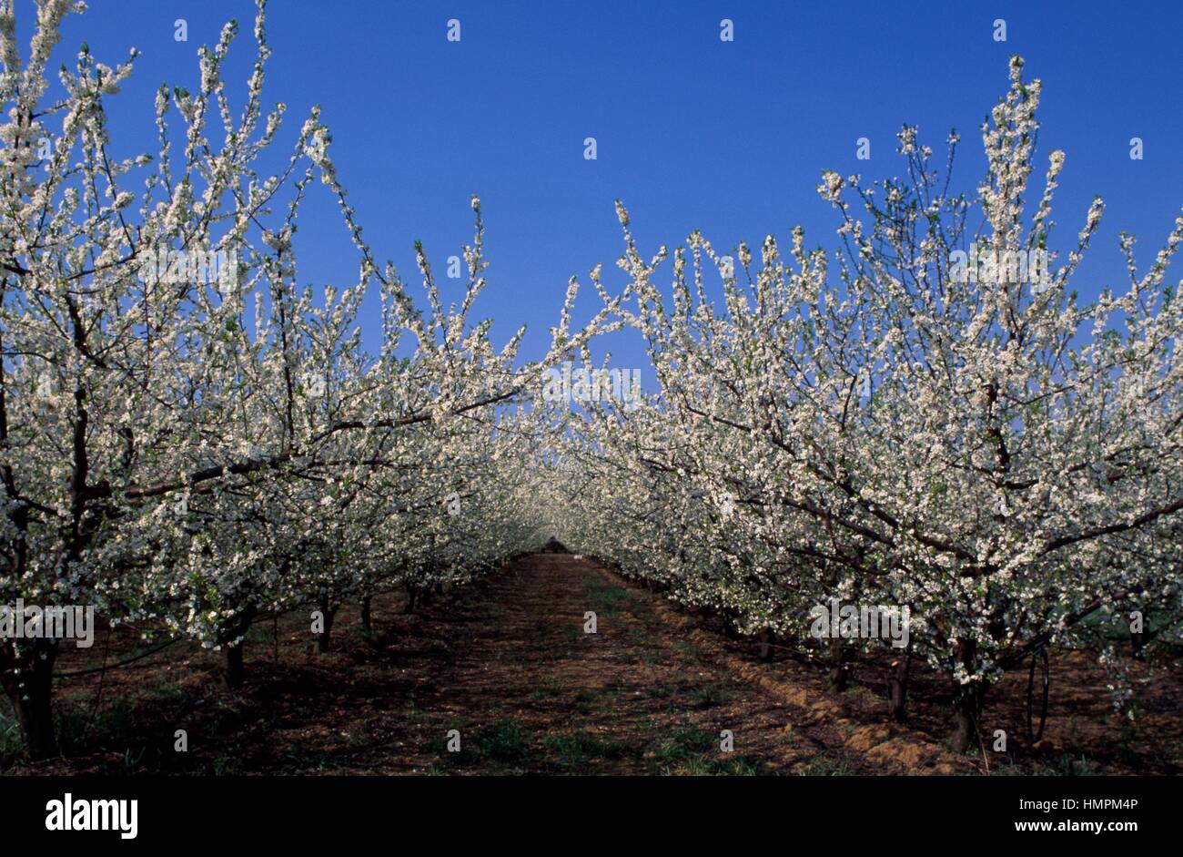 European plum prunus domestica rosaceae hi-res stock photography and ...
