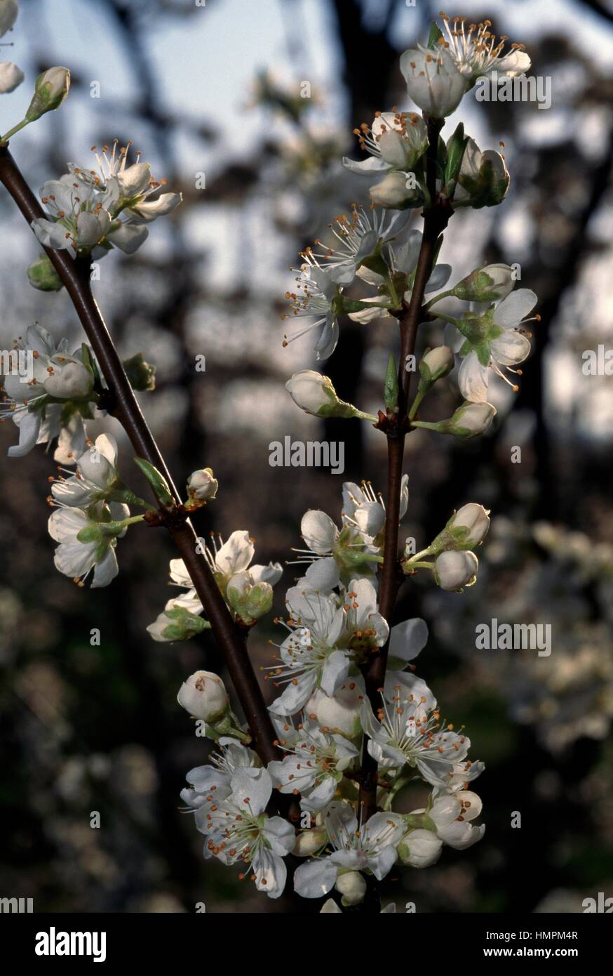 European plum prunus domestica rosaceae hi-res stock photography and ...