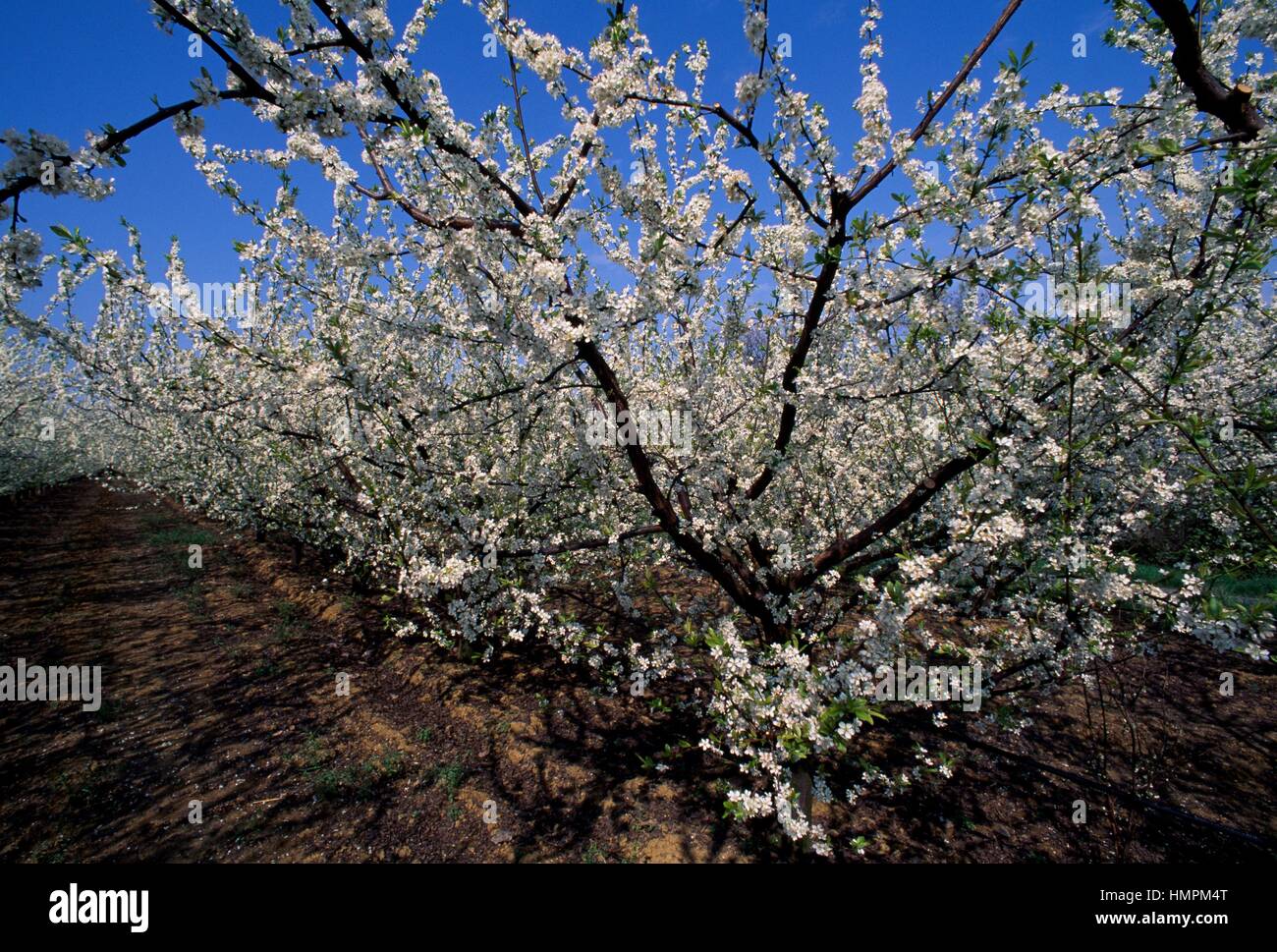 European Plum trees in bloom (Prunus domestica), Rosaceae Stock Photo ...