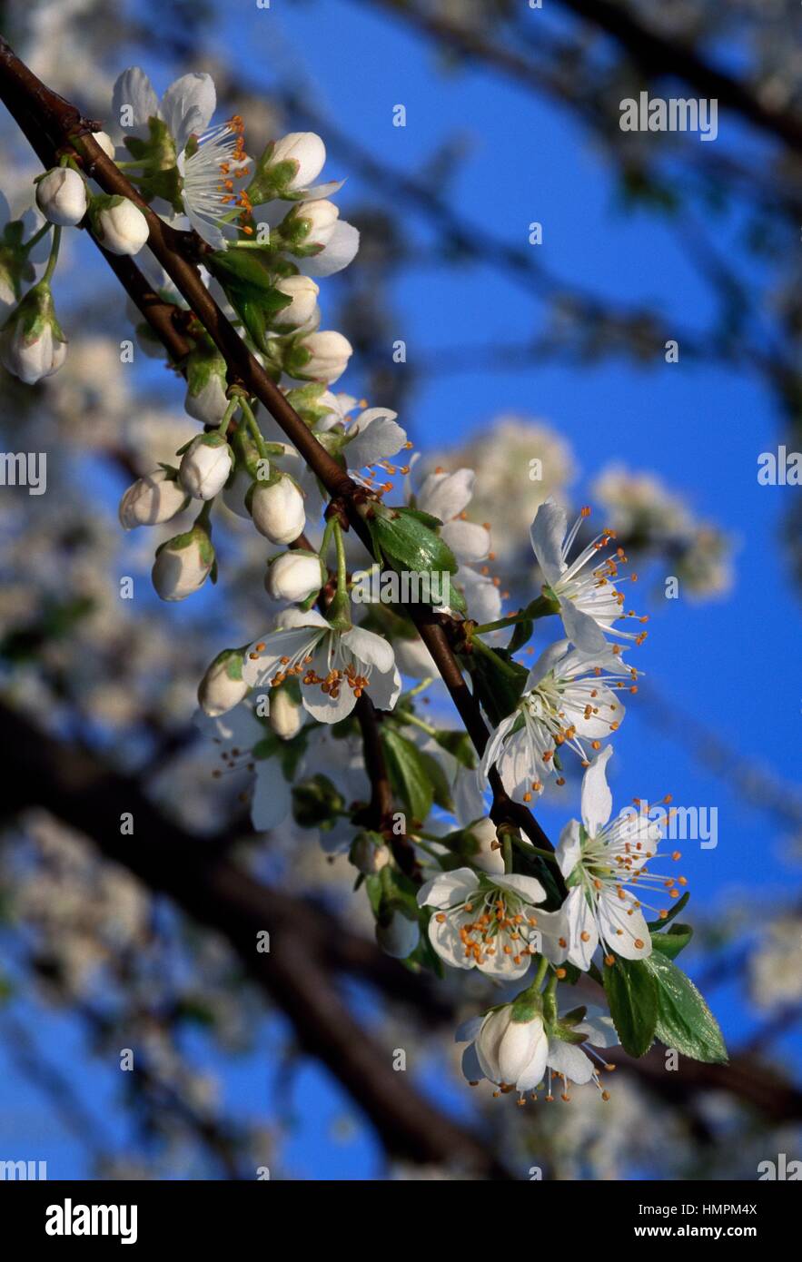 European plum prunus domestica rosaceae hi-res stock photography and ...