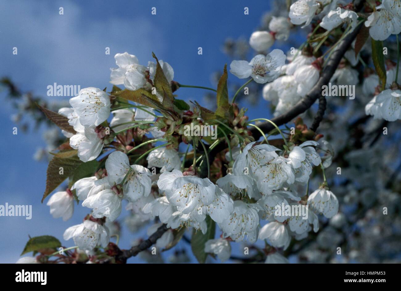 Wild Cherry, Sweet Cherry or Bird Cherry flowers (Prunus avium ...