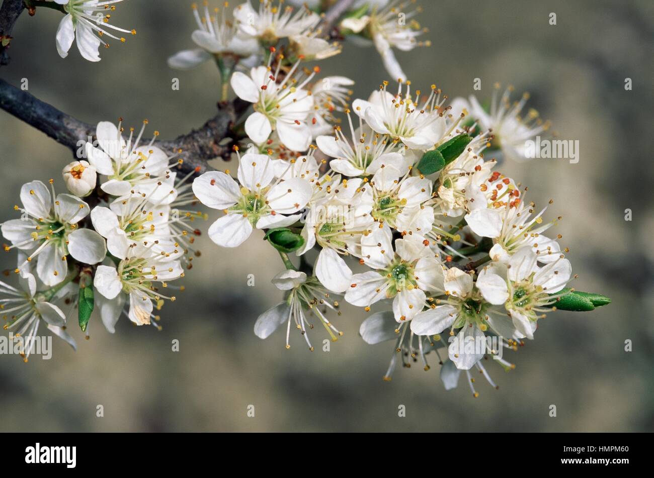 Prunus spinosa sloe growth hi-res stock photography and images - Alamy