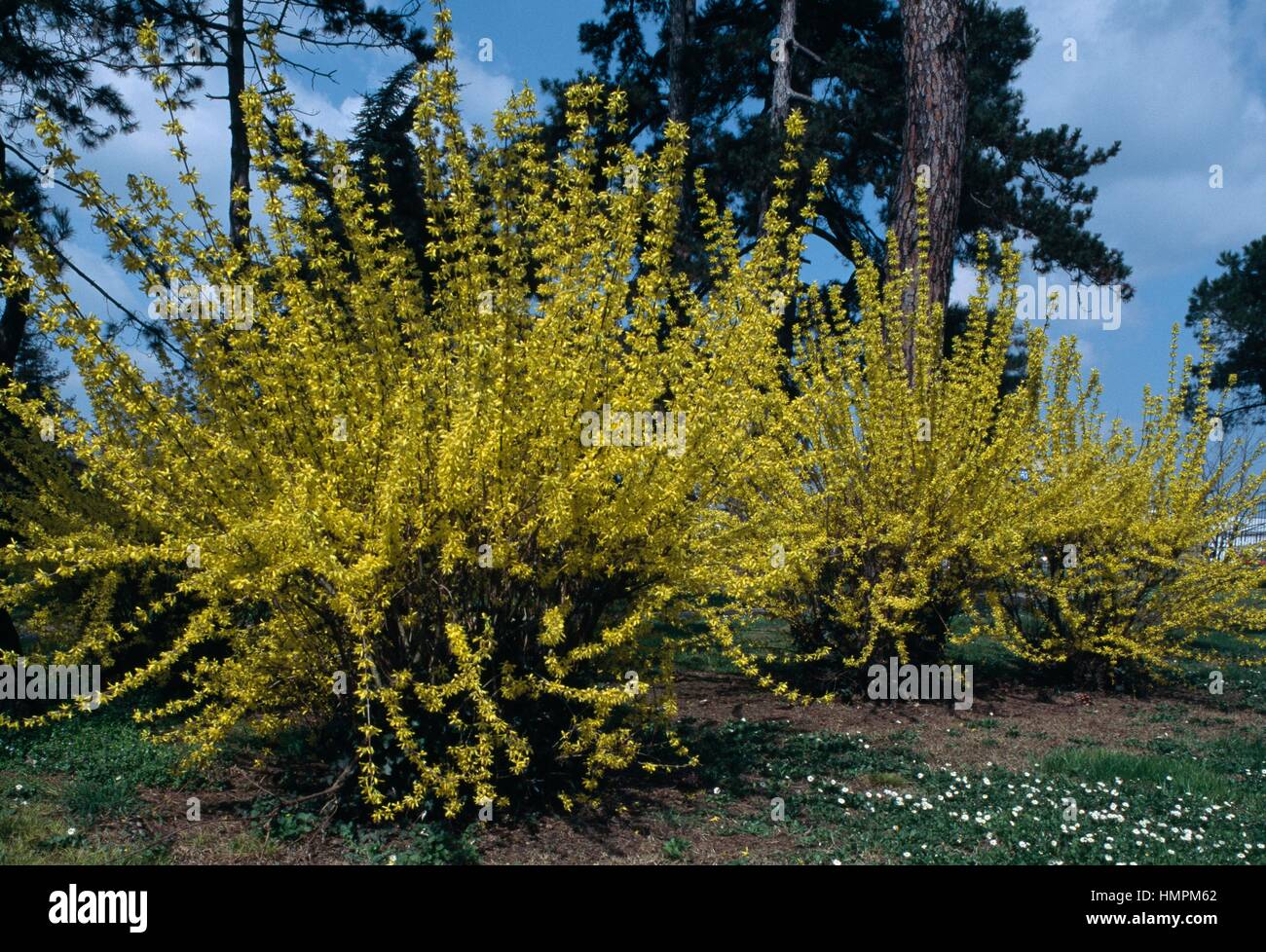 Border Forsythia in bloom (Forsythia x intermedia), Oleaceae Stock ...
