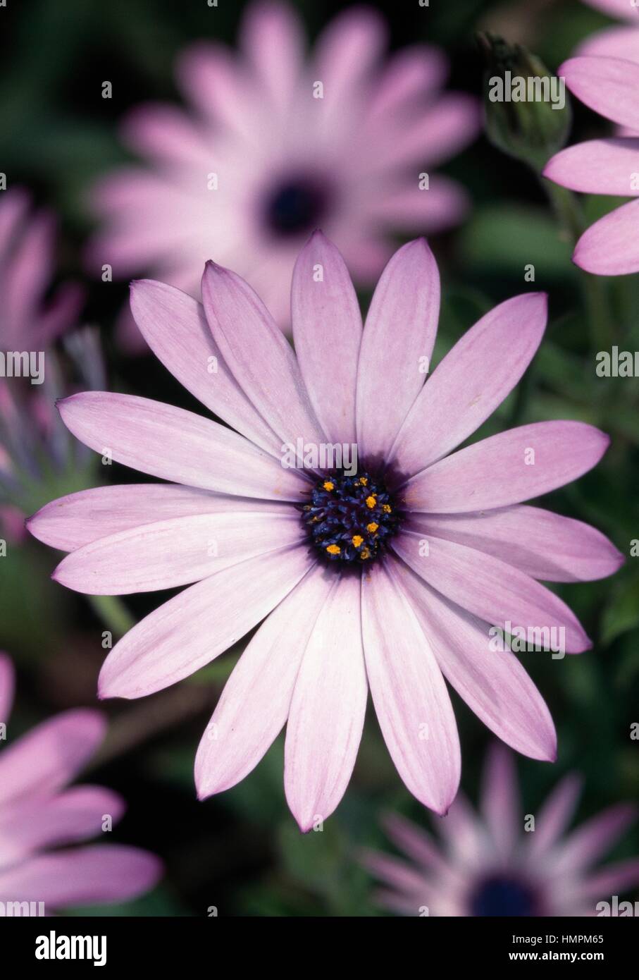 Flowering African daisy (Dimorphotheca sp), Asteraceae Stock Photo - Alamy