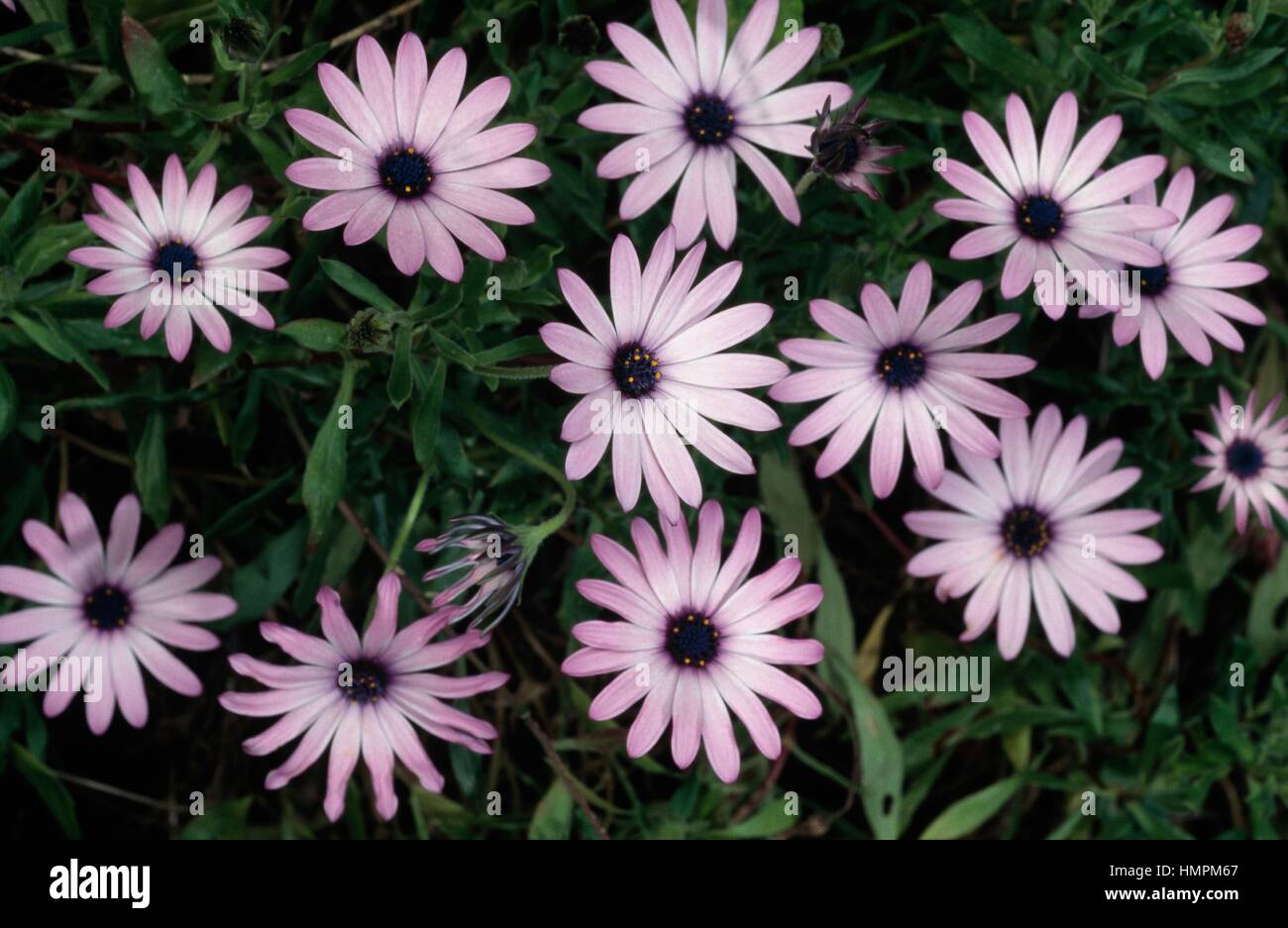 African daisy (Dimorphotheca sp), Asteraceae Stock Photo - Alamy