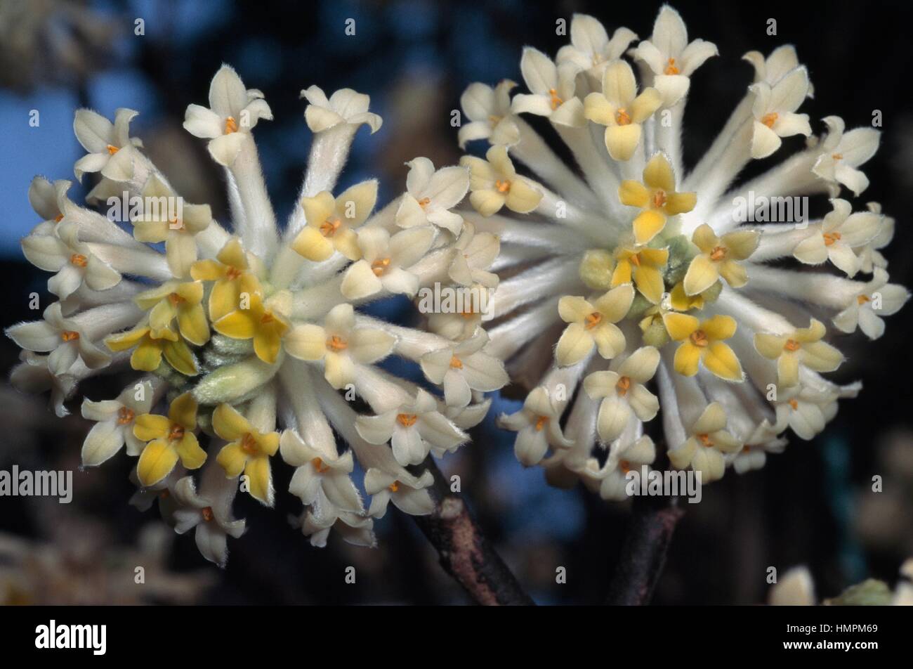 Oriental Paperbush or Mitsumata (Edgeworthia chrysantha or Edgeworthia ...