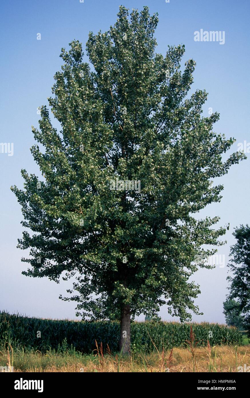 Poplar (Populus sp), Salicaceae Stock Photo - Alamy