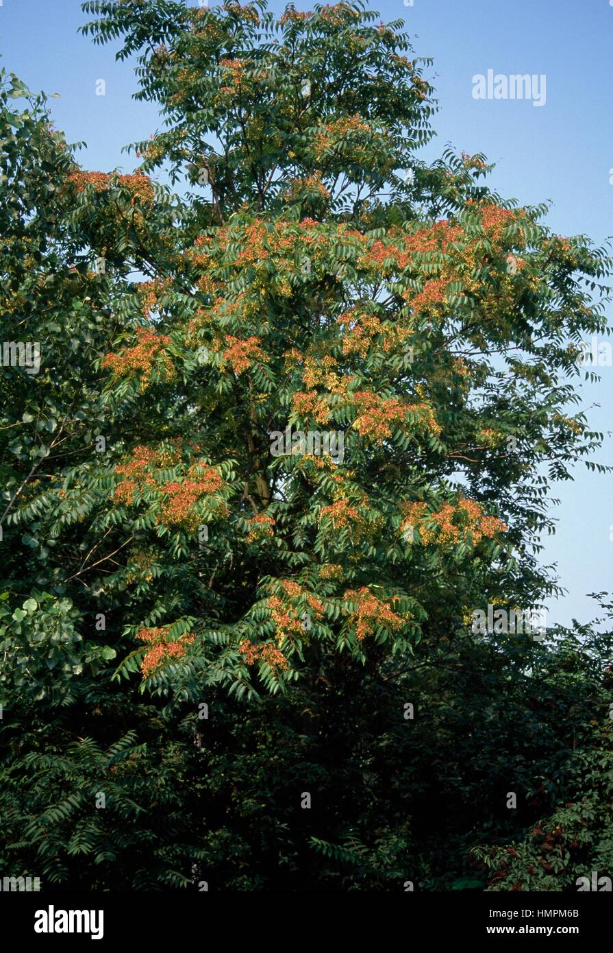 Tree of Heaven or Ailanthus in bloom (Ailanthus altissima ...
