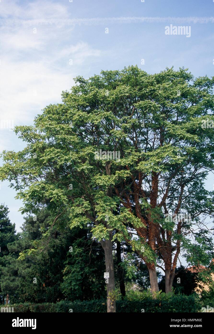 Tree of Heaven or Ailanthus (Ailanthus altissima), Simaroubaceae Stock ...
