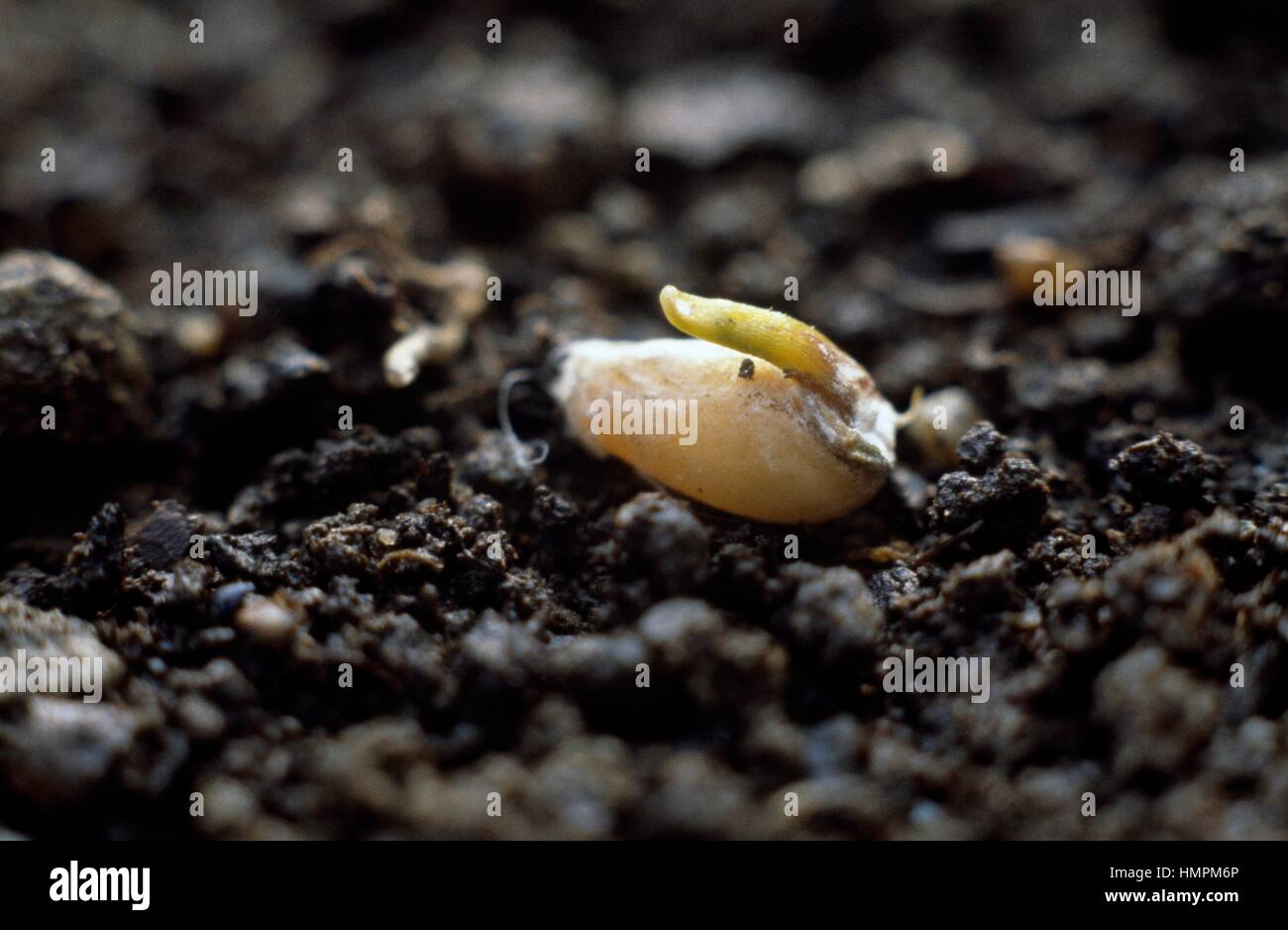 Newly germinated caryopsis of Common Wheat or Bread Wheat (Triticum ...