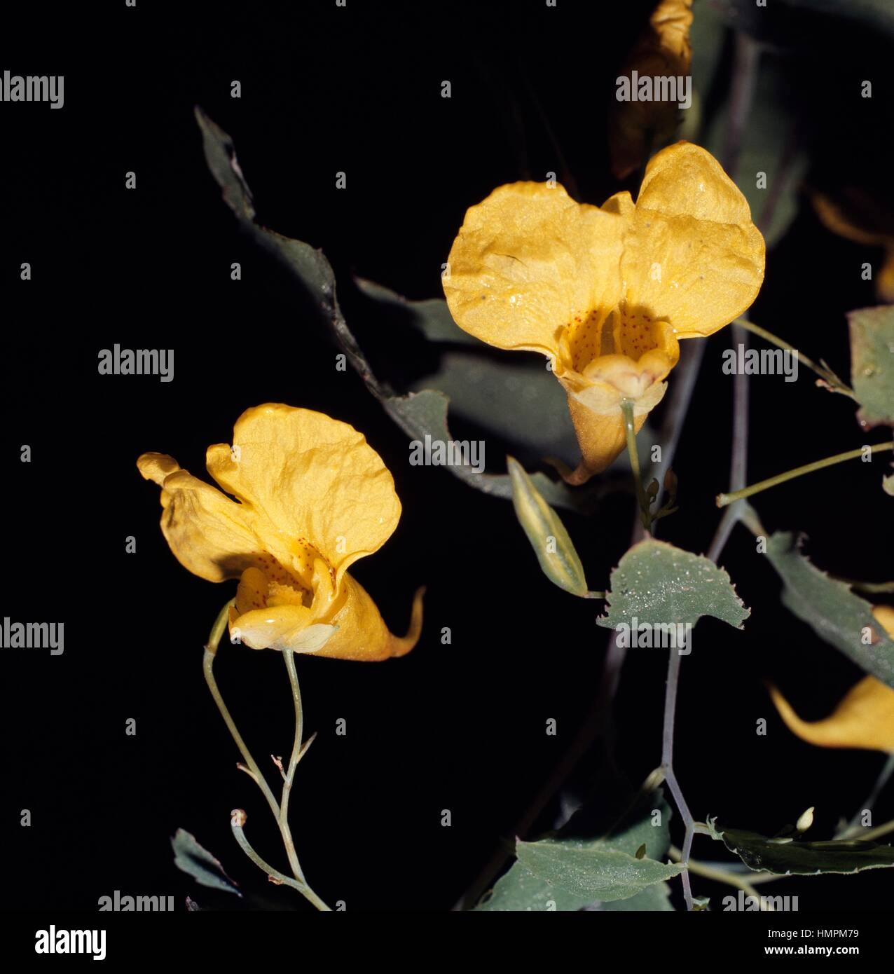 Touch-me-not Balsam, Yellow balsam, Jewelweed or Wild balsam (Impatiens ...