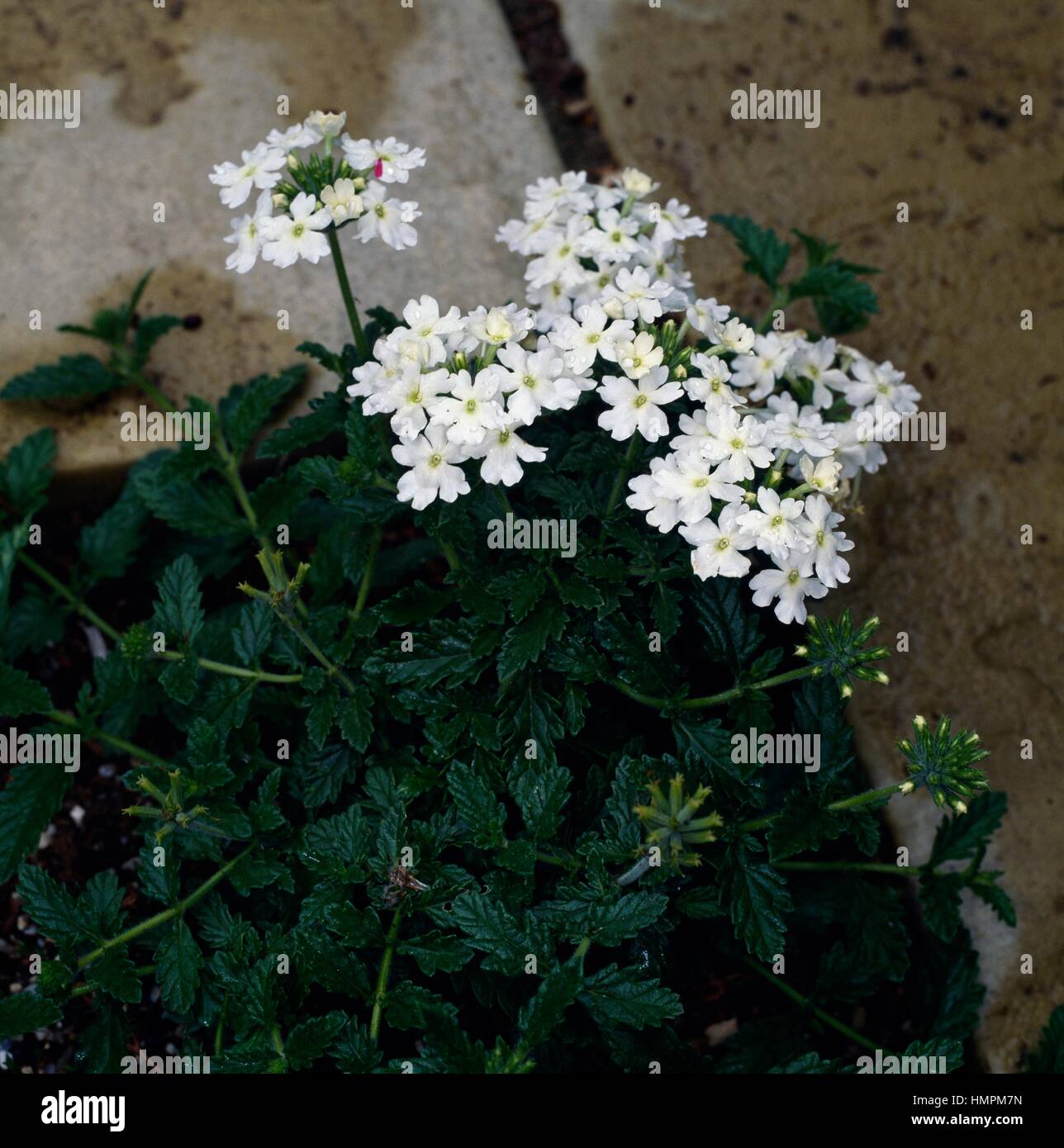 Peruvian Verbena (Verbena peruviana alba), Verbenaceae Stock Photo - Alamy