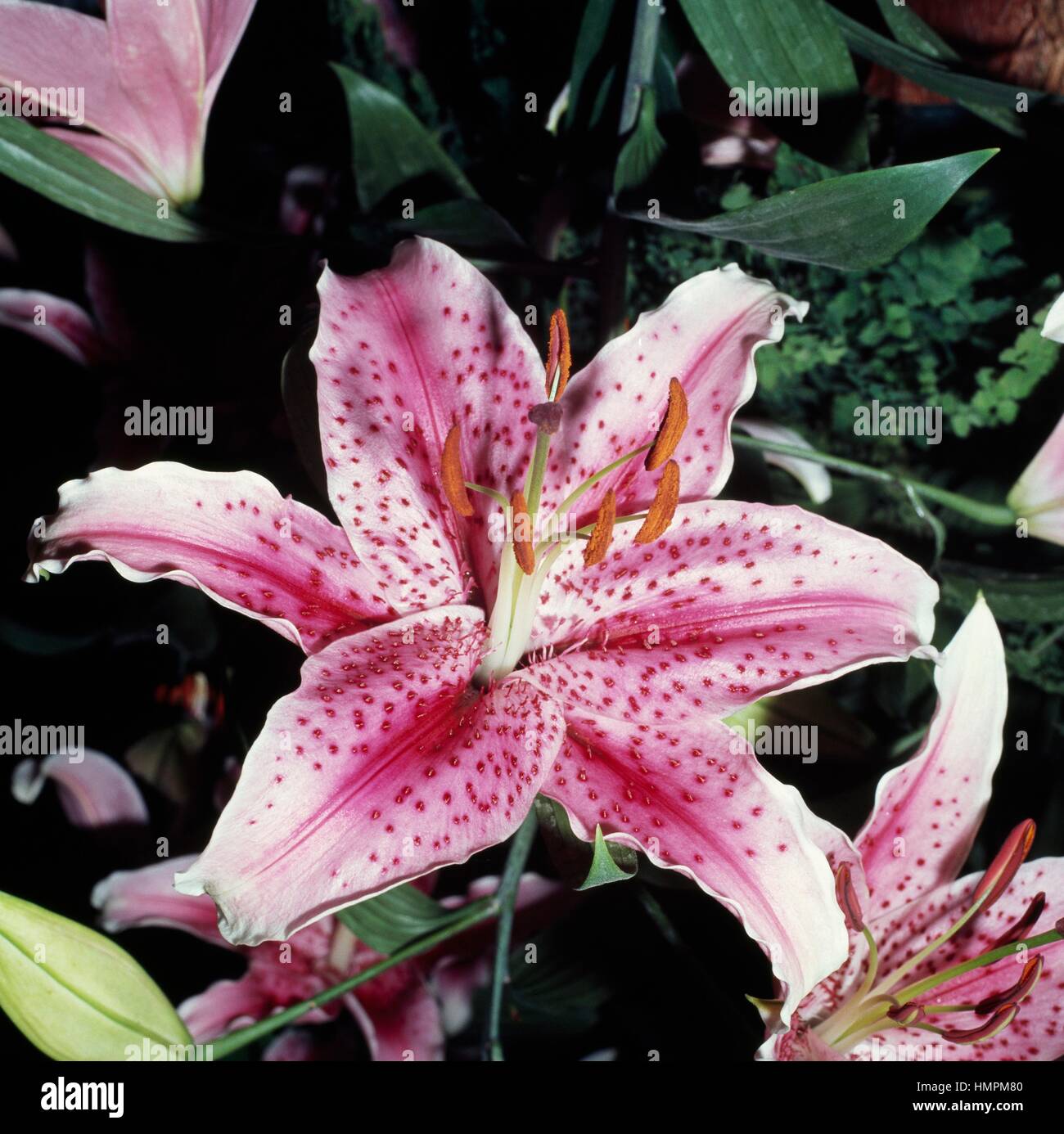 Princess pink (Lilium hybridum), Liliaceae Stock Photo - Alamy