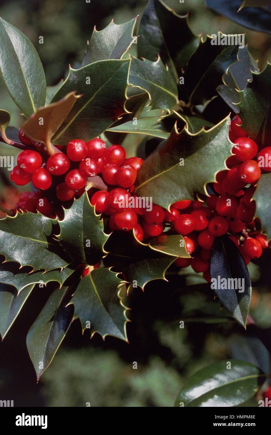 Holly, Common Holly, English Holly or European Holly foliage with ...
