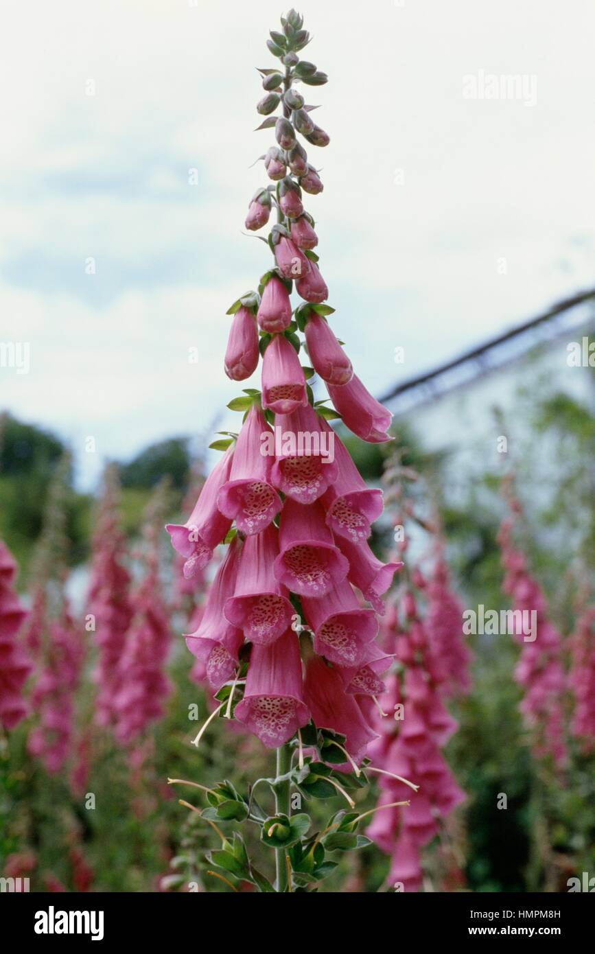 Digitalis sp hi-res stock photography and images - Alamy