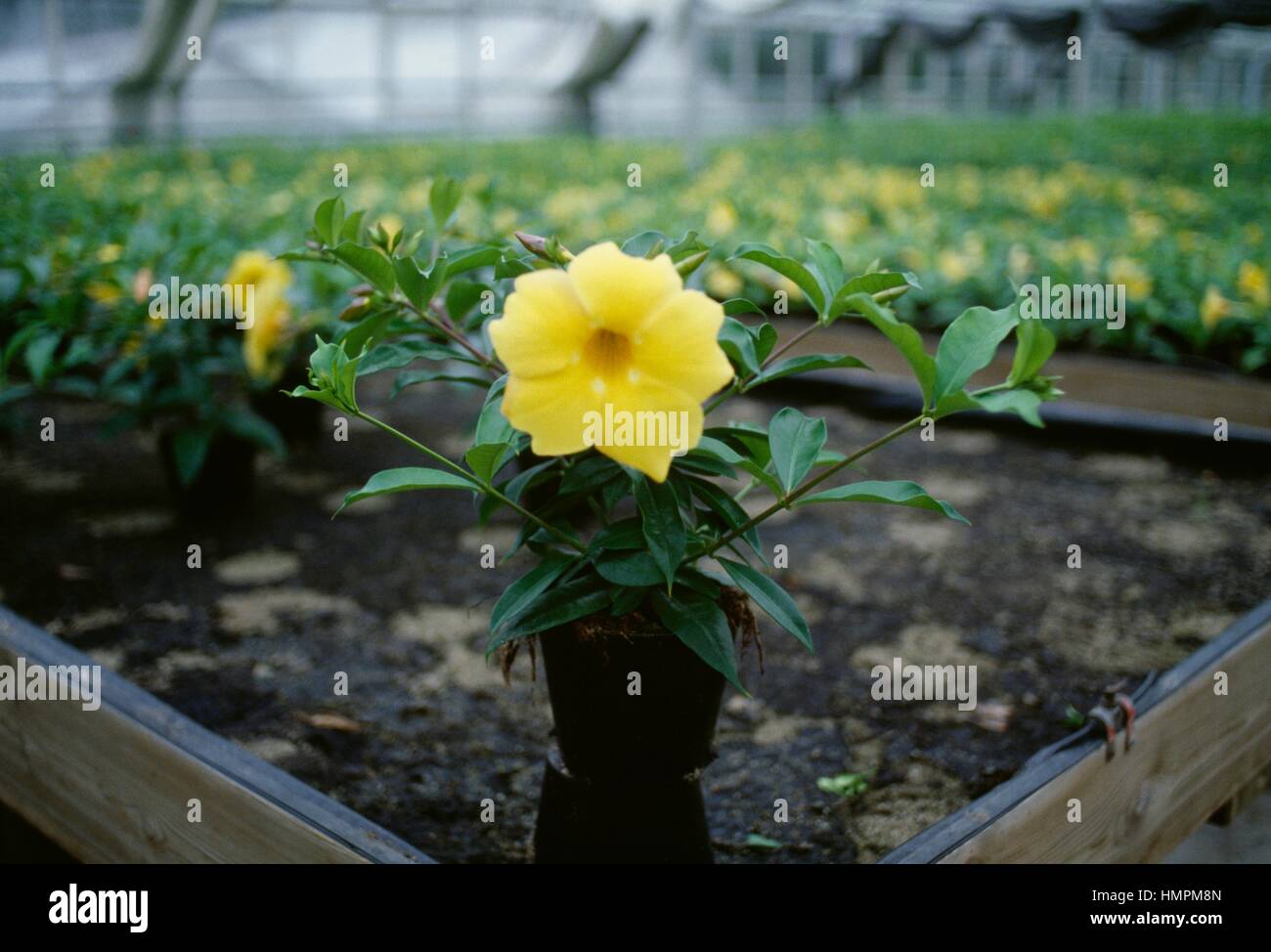 Allamanda (Allamanda sp), Apocynaceae Stock Photo - Alamy