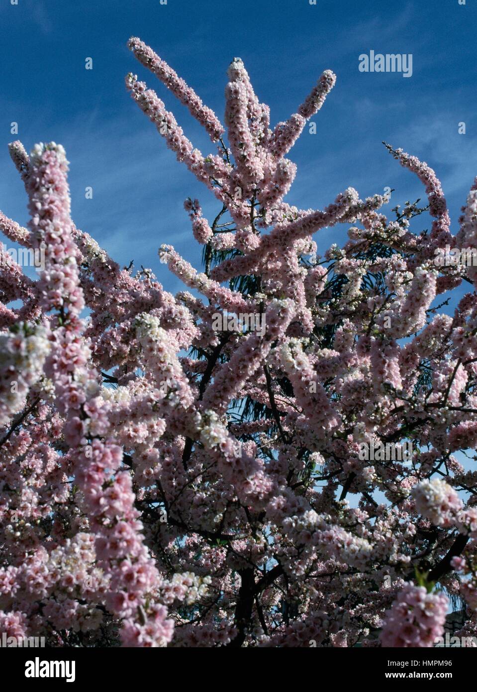 Prunus inflorescences prunus sp hi-res stock photography and images - Alamy