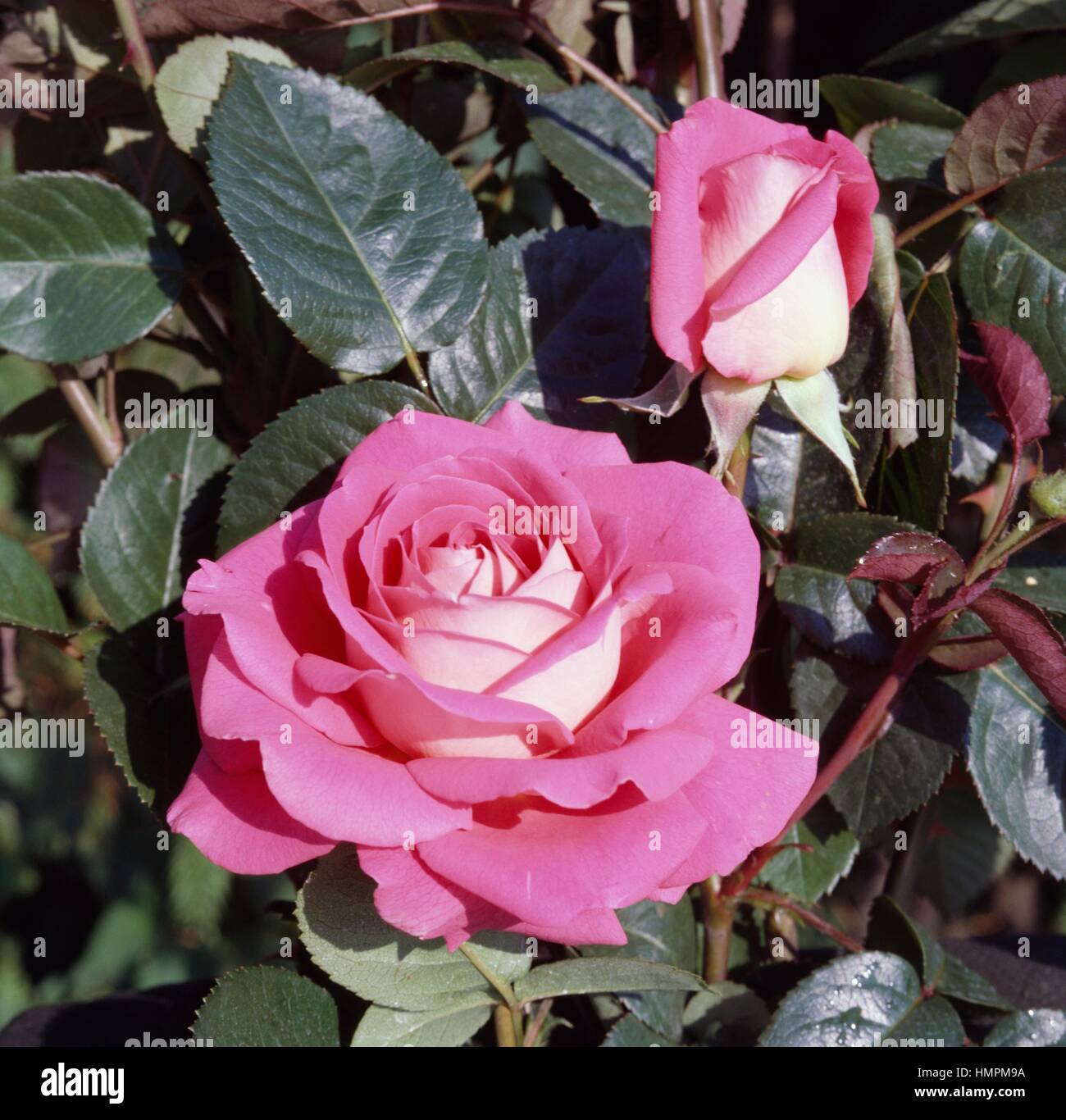 Ornella Muti rose, Rosaceae Stock Photo - Alamy