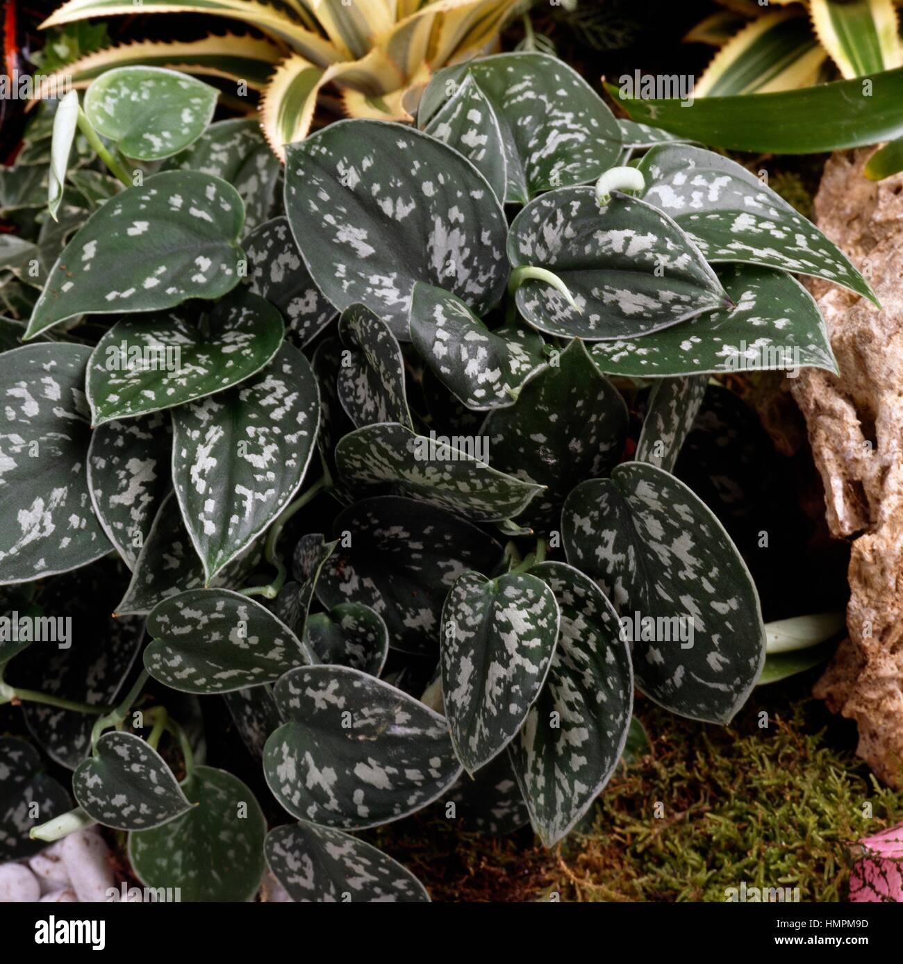 Scindapsus pictus argyraeus hi-res stock photography and images - Alamy